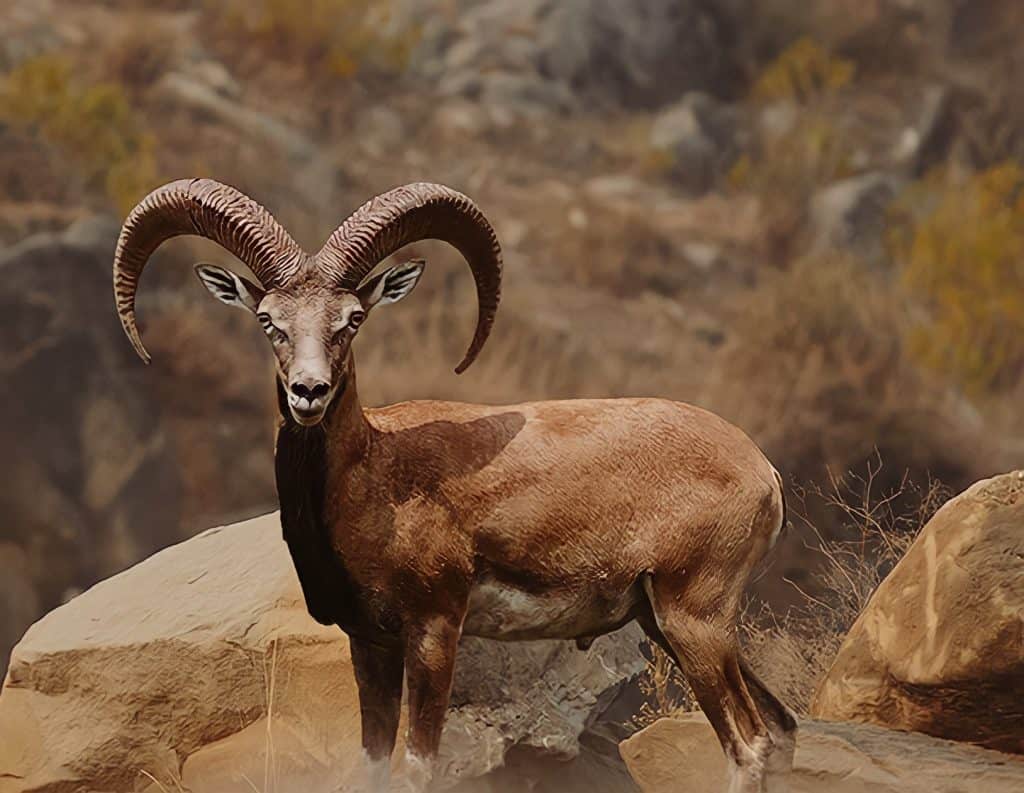 Punjab Urial: A sheep with a redder coat than other Urials - TrophyHunting