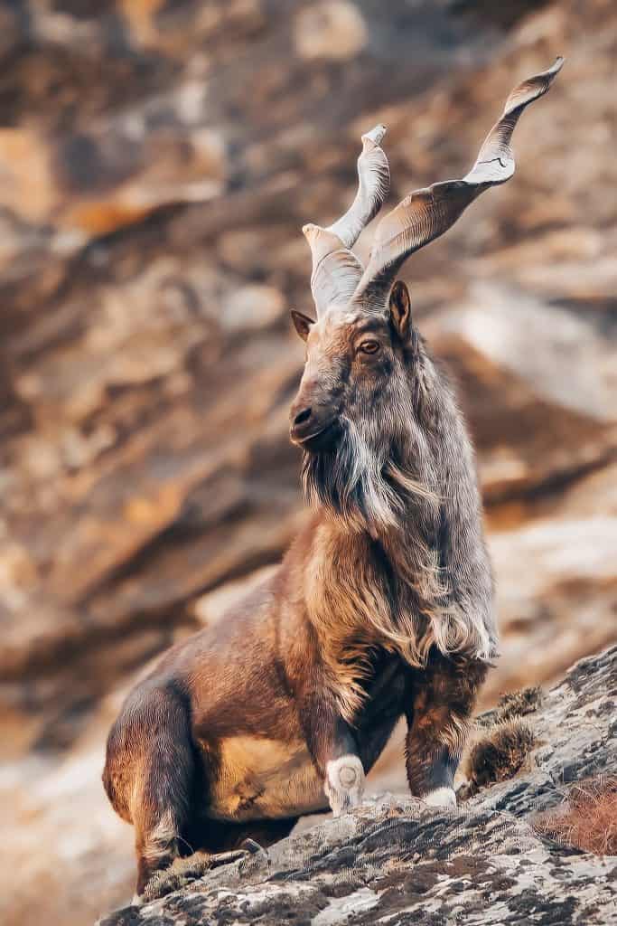Astor Markhor: its hair coat is long and thick - TrophyHunting