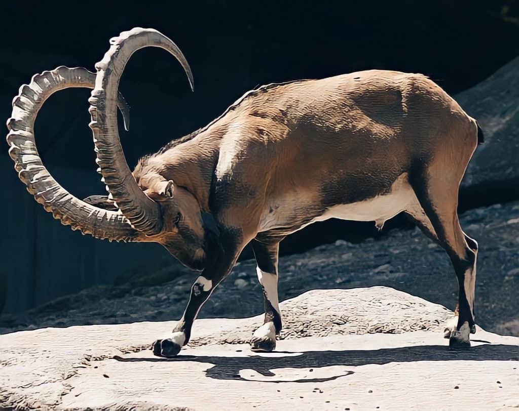 Sindh Ibex: horns are strongly keeled - TrophyHunting